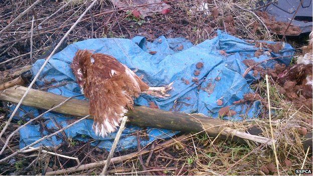 Probe as 14 dead hens found in bin in rural layby - BBC News
