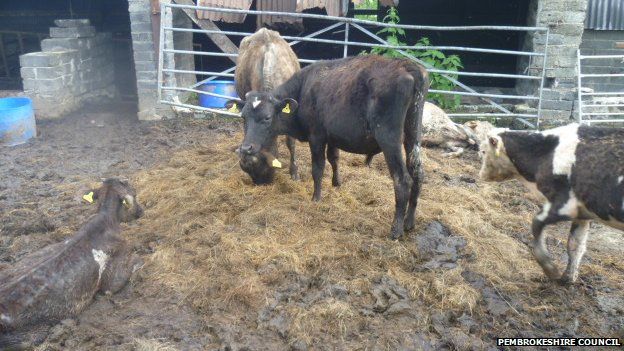 Pembrokeshire farmer Aled Morgan's animal ban - BBC News