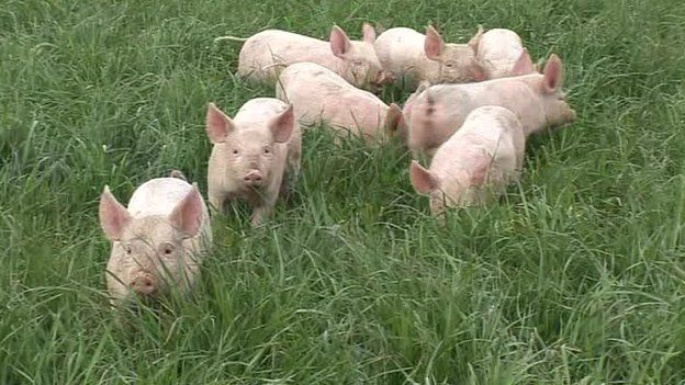 DNA meat tests: Ireland's growing appetite for food chain checks - BBC News