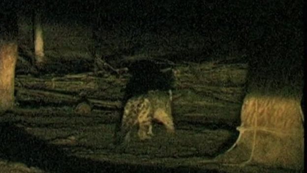 The farmer's son who filmed a snow leopard - BBC News