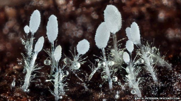 Denmark: Scientists find new 'pretty' fungus species - BBC News
