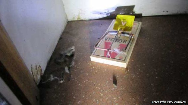 Photo shows dead rat in Leicester restaurant kitchen - BBC News