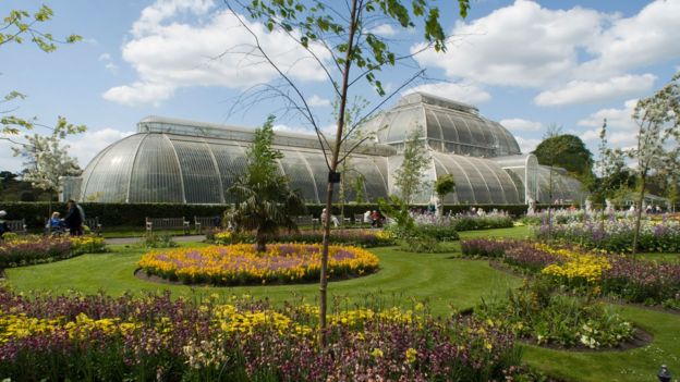 Kew report makes new tally for number of world's plants - BBC News
