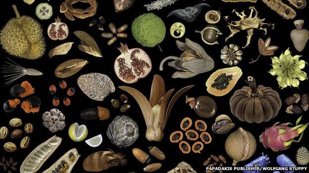 Kew Gardens unveils science strategy - BBC News