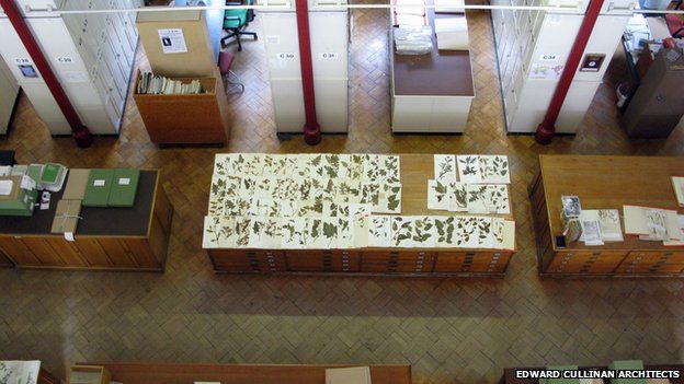 Kew Gardens unveils science strategy - BBC News