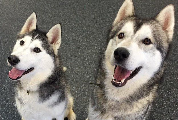 Game of Thrones: Basildon Dogs Trust sees rise in abandoned 'wolf dogs ...