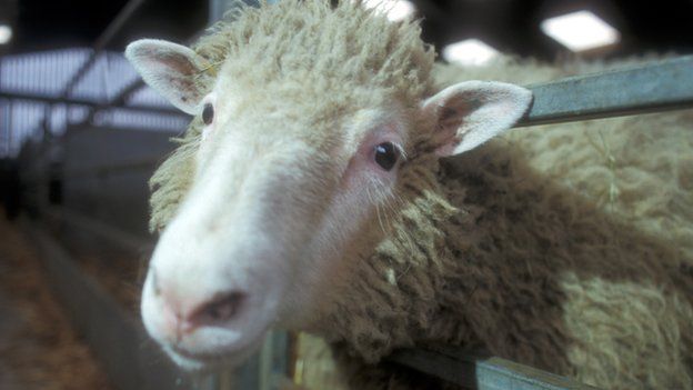 Dolly the sheep to get blue plaque in Edinburgh - BBC News
