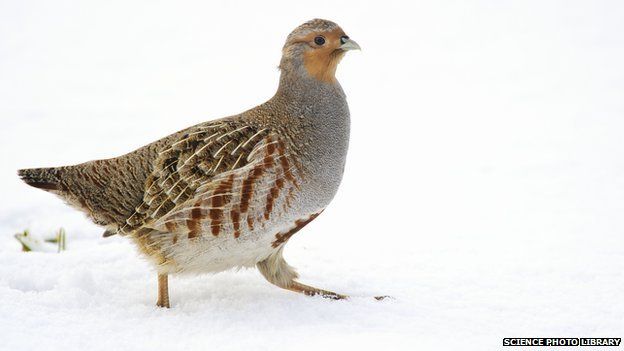 Lincolnshire farmers urged to tackle grey partridge decline - BBC News