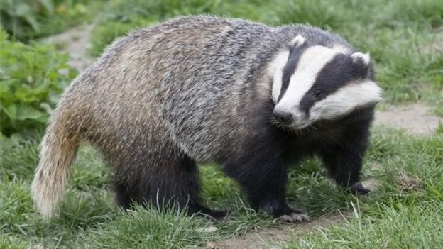 Badger sett entrances 'blocked illegally by hunts' - BBC News