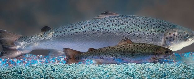 US approves genetically modified salmon for food - BBC News