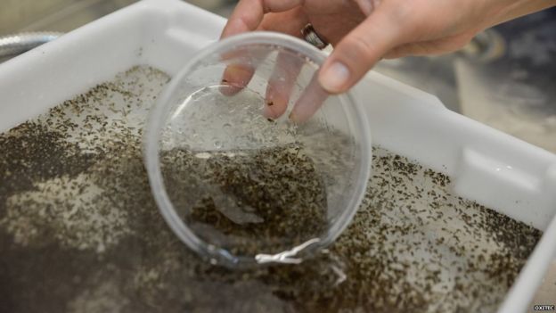 Is the world ready for GM animals? - BBC News