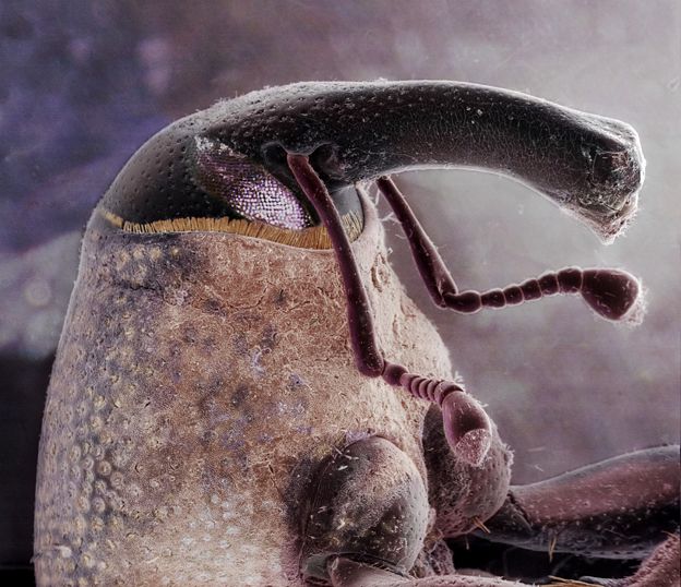 The art of science - Wellcome Images 2015 - BBC News