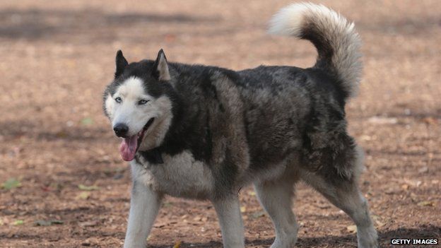 Malamute Luka stranded after Mumbles cliff fall rescue - BBC News