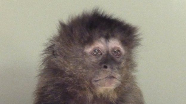 A lonely monkey goes on first date after partner dies - BBC News