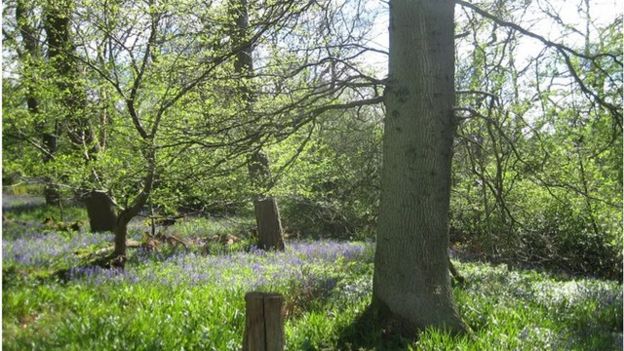 Signs of spring 'shifting' in trees - BBC News