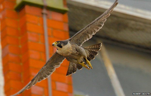 Peregrine falcon found at wildlife trust HQ shot dead - BBC News