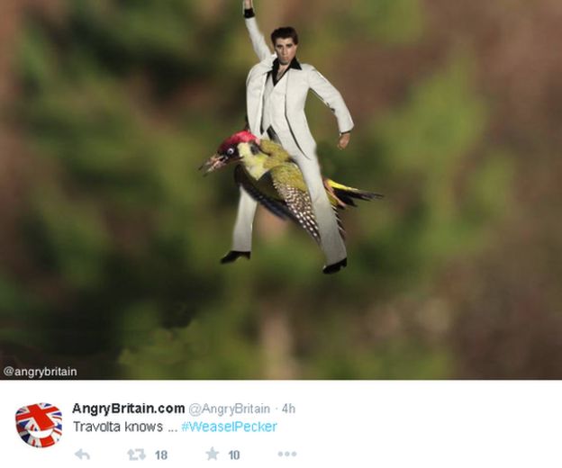 Woodpecker weasel picture party: Enjoy the #WeaselPecker memes - BBC News
