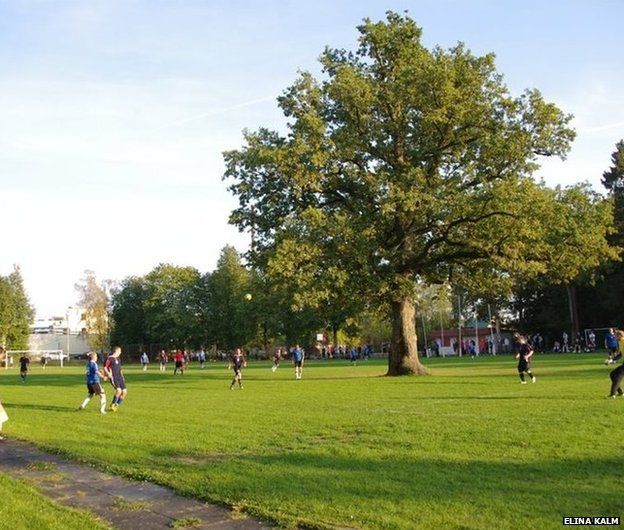 'Robin Hood' Major Oak fails to win in Euro tree competition - BBC News
