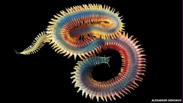 New Holes Bay nature park opens in Poole Harbour - BBC News