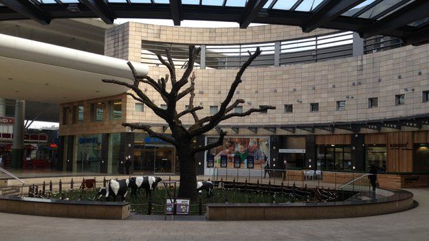 Milton Keynes' Midsummer Place 'drowned' oak tree dies - BBC News