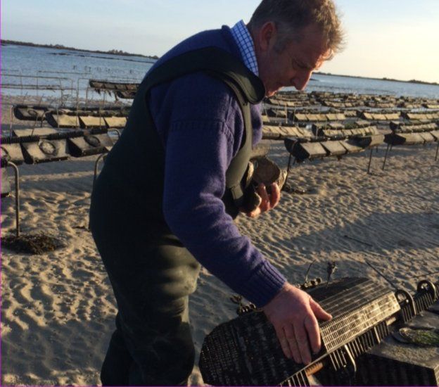 Jersey farmer's native oyster success could be 'worth millions' - BBC News