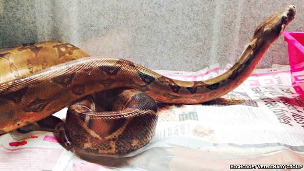 Five-foot-long snake 'escapes' on trip to vets - BBC News