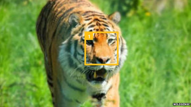 Tiger-tagging app aims to boost surveillance - BBC News