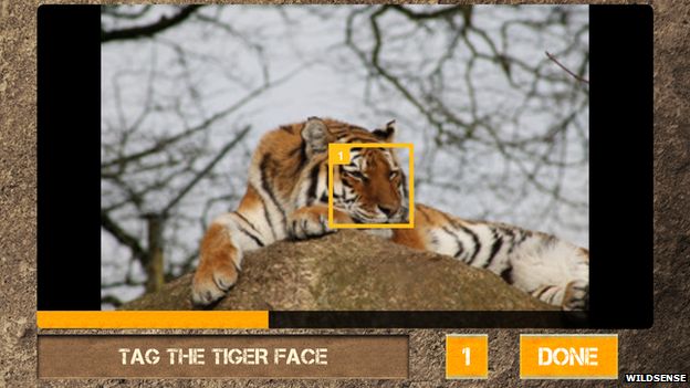 Tiger-tagging app aims to boost surveillance - BBC News
