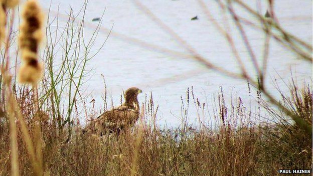 White-tailed sea eagle travels towards Norfolk Broads - BBC News