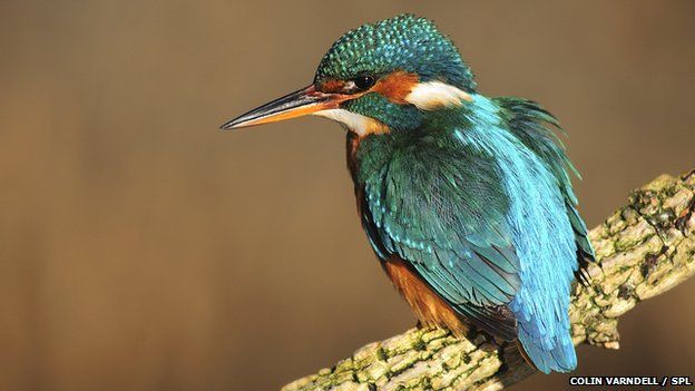 Poll to find first national bird for Britain - BBC News