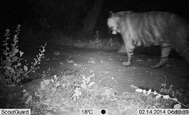 Tiger-tagging app aims to boost surveillance - BBC News