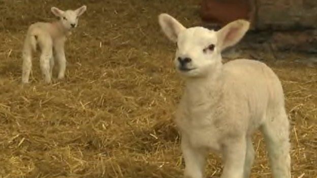Large Lauder lamb could be Scottish record breaker - BBC News