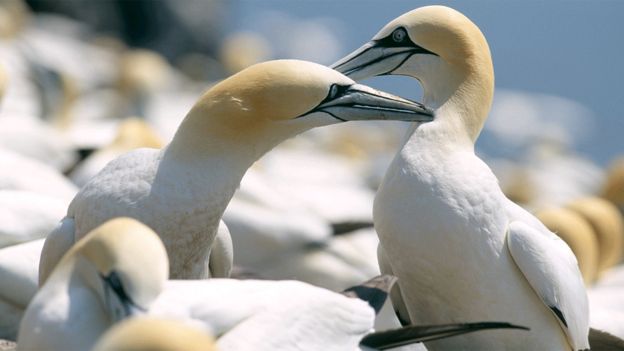 Gannet returns from 1,700-mile fishing trip - BBC News