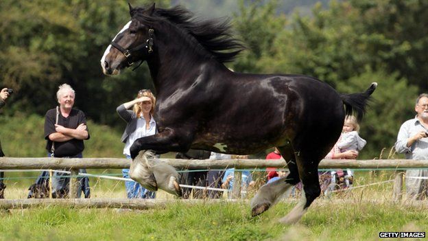 'World's oldest shire horse event' looks to increase interest - BBC News