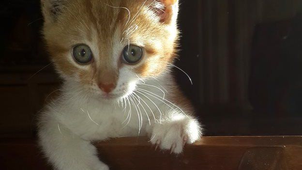 Cat stabbed to death in 'deliberate' Aylsham attack - BBC News