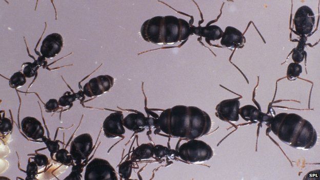 Ants in space for robot experiment - BBC Newsround