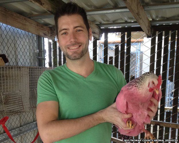 Chickens dyed pink by owner 'to make people smile' - BBC News