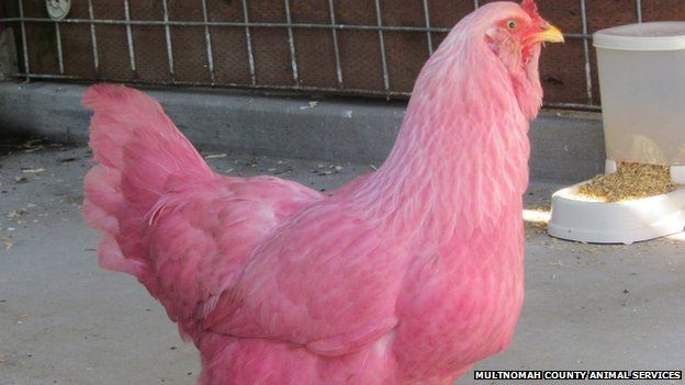 Chickens dyed pink by owner 'to make people smile' - BBC News