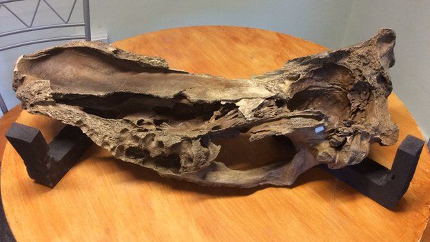 Woolly Rhino Skeleton