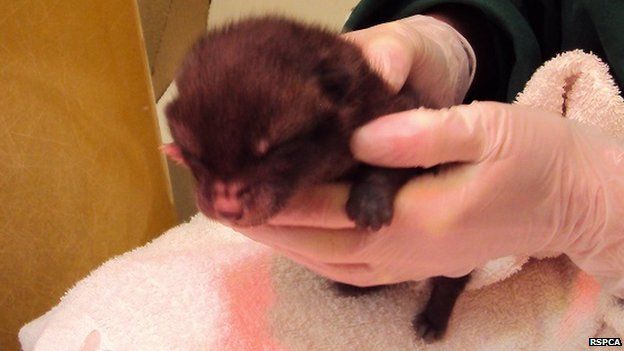 Injured fox cub rescued from Cardiff streets - BBC News