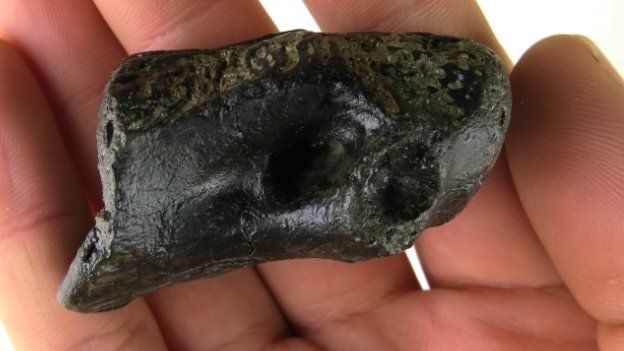 First Calamosaurus fossil find on Isle of Wight for almost 140 years ...
