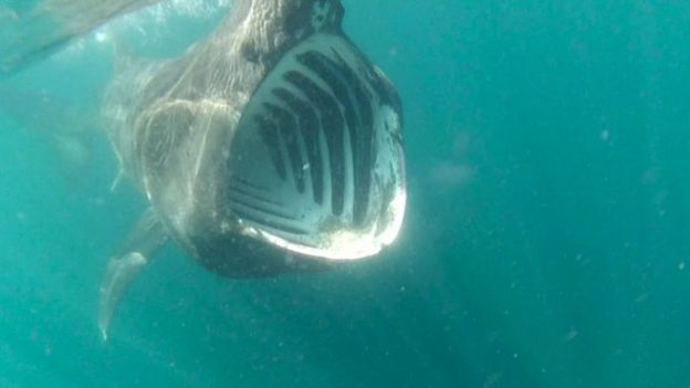 'Incredibly early' basking shark spotted off Cornwall - BBC News