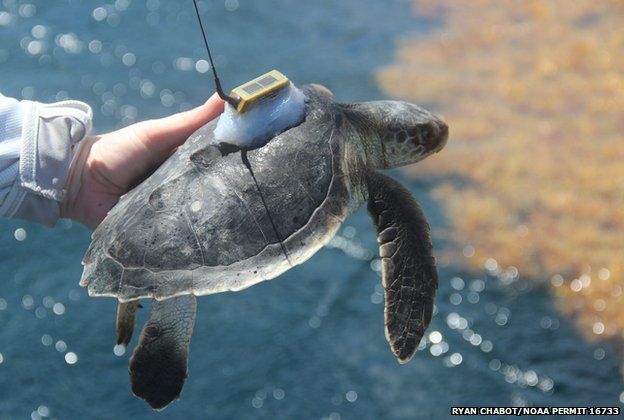'Lost' sea turtles don't go with the flow - BBC News