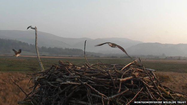 Osprey Monty and friends return to Cors Dyfi reserve - BBC News