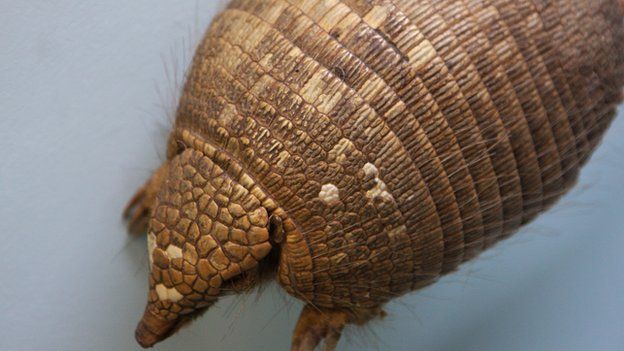 Woman wounded in US armadillo shooting - BBC News