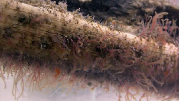 Cambridgeshire plesiosaur 'sea monster' could be 'new species' - BBC News