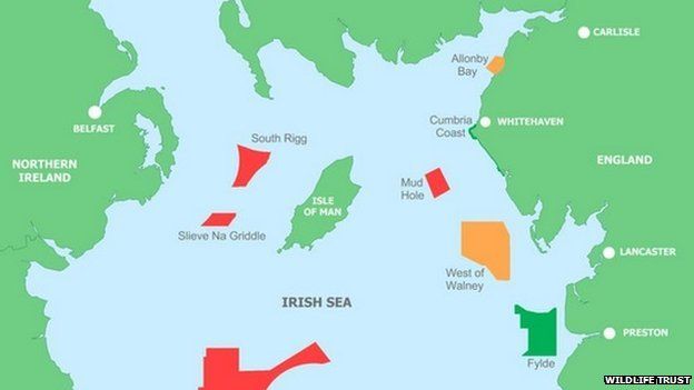Irish Sea: Wildlife Trust warns of 'marine disaster' - BBC News