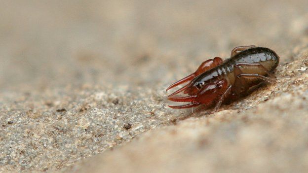 Attenborough Nature Reserve: Rare bug found during species challenge ...