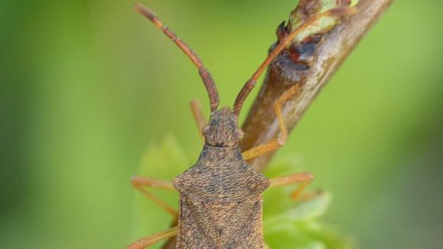 Rare bug spotted for first time in more than 30 years - BBC News