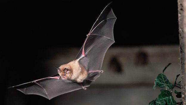 Berry Head cafe jobs lost amid concerns for bats - BBC News